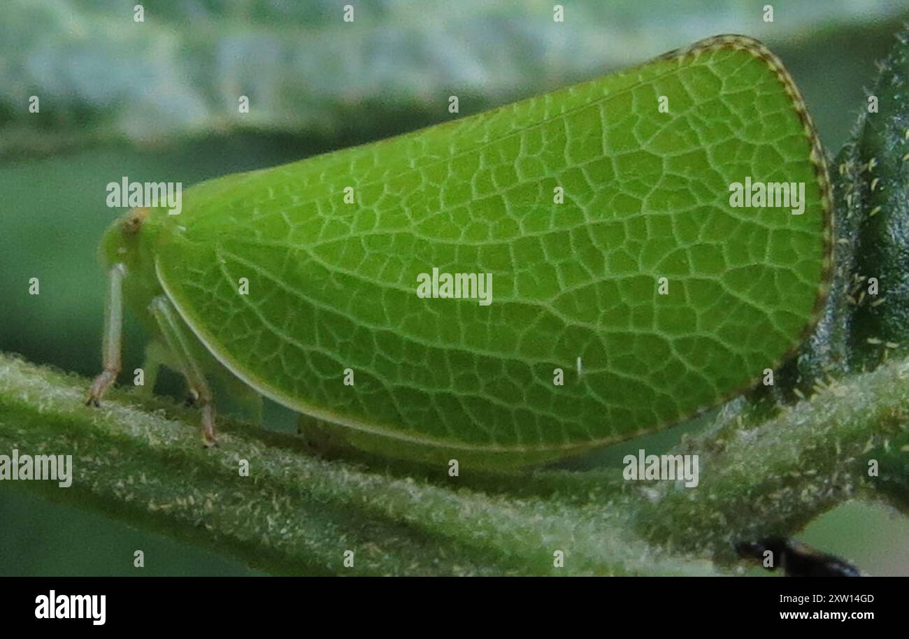 Green Cone-headed Planthopper (Acanalonia conica) Insecta Stock Photo ...