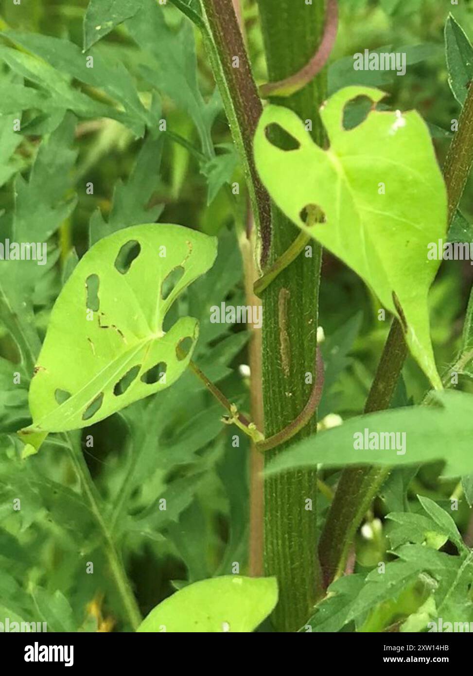 red morning glory (Ipomoea coccinea) Plantae Stock Photo - Alamy