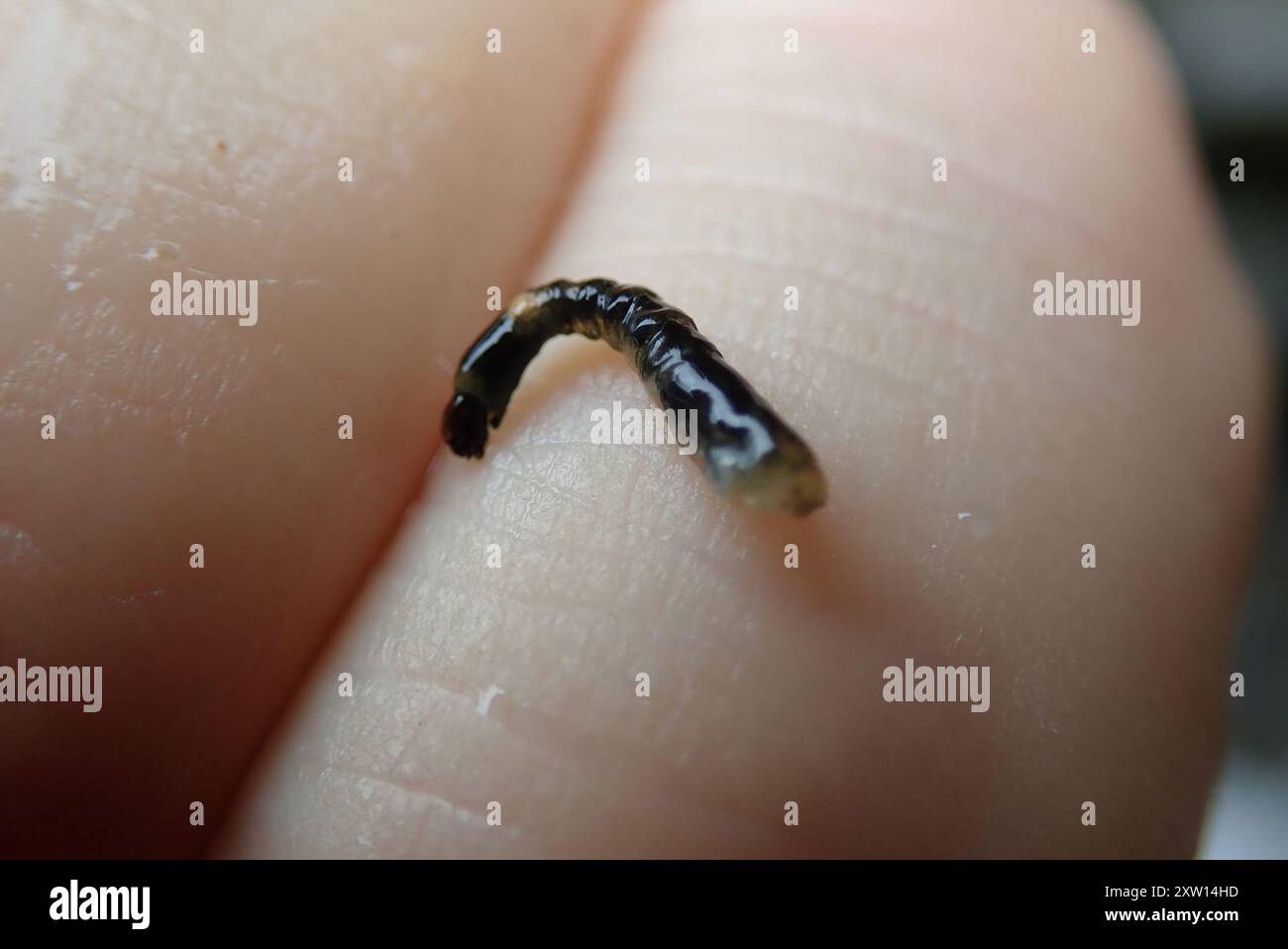 Black Flies (Simuliidae) Insecta Stock Photo - Alamy
