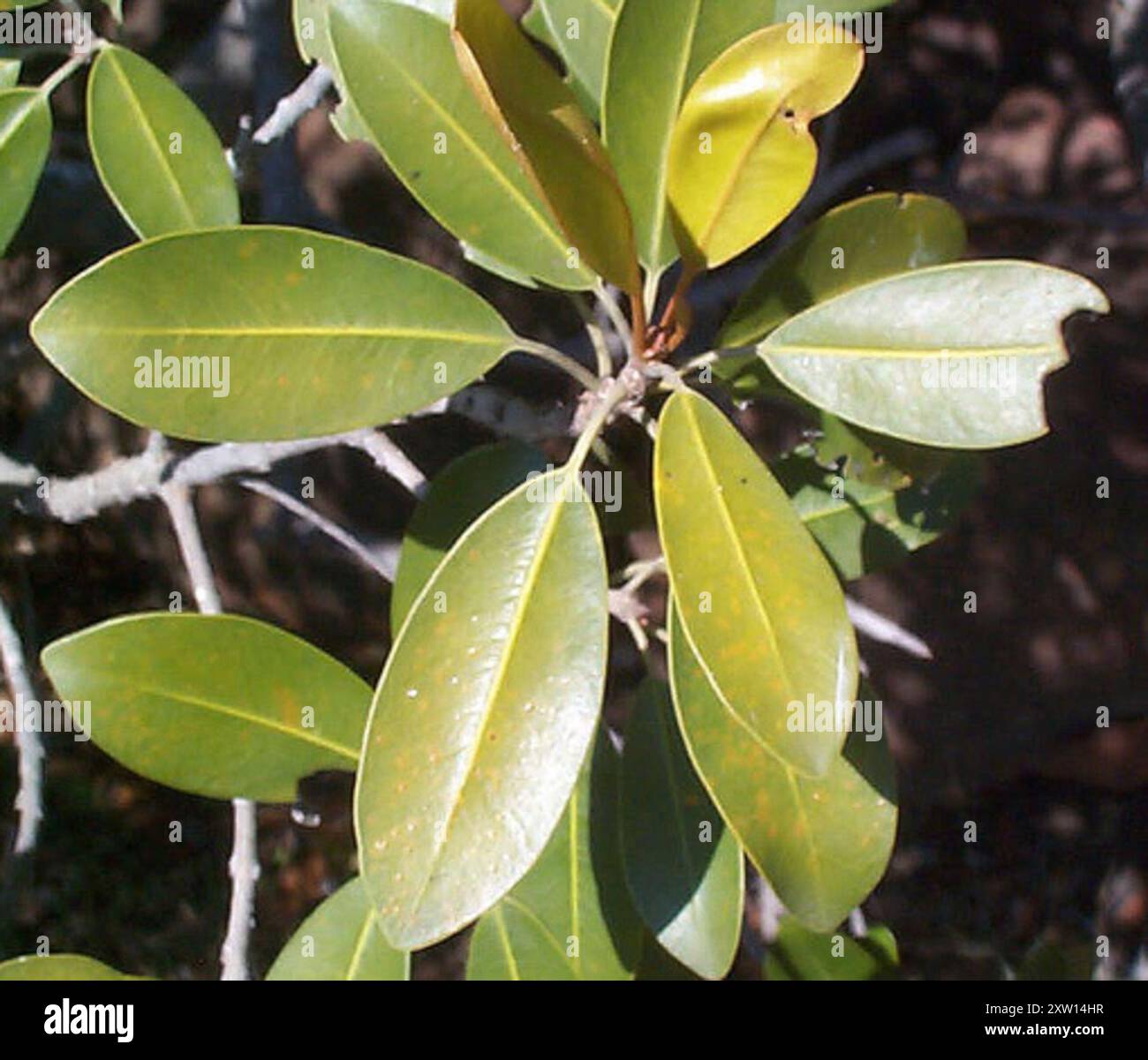 Transvaal Red Milkwood (Mimusops zeyheri) Plantae Stock Photo - Alamy