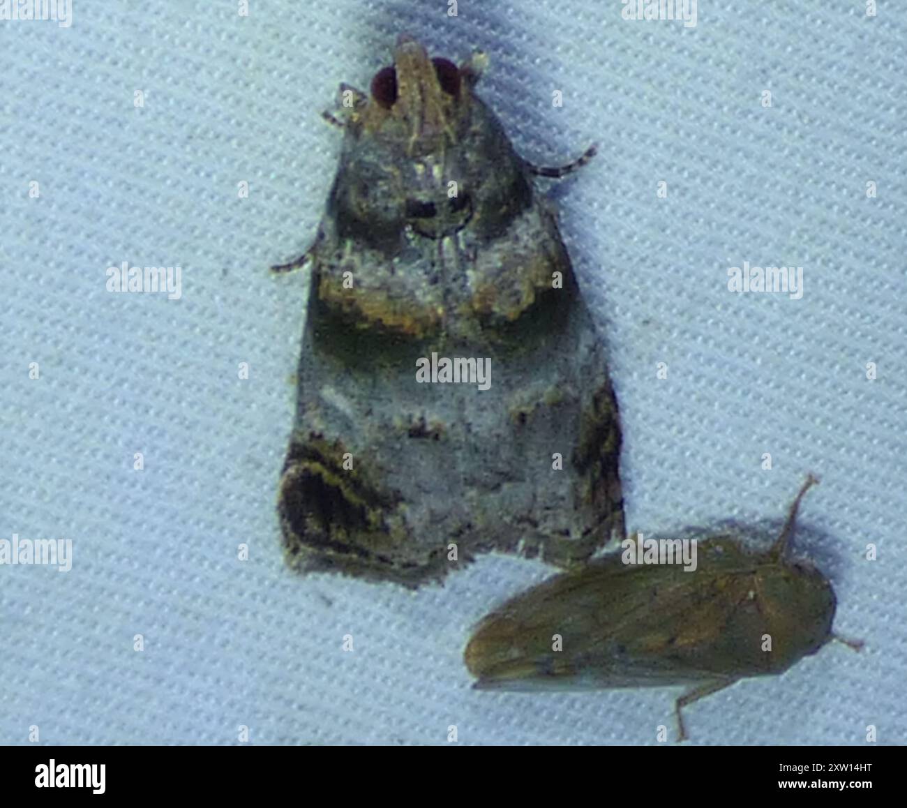 Orange-tufted Oneida Moth (Oneida lunulalis) Insecta Stock Photo - Alamy