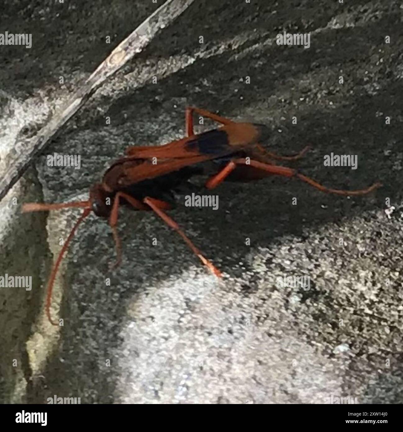 Spider Wasps (Pompilidae) Insecta Stock Photo - Alamy