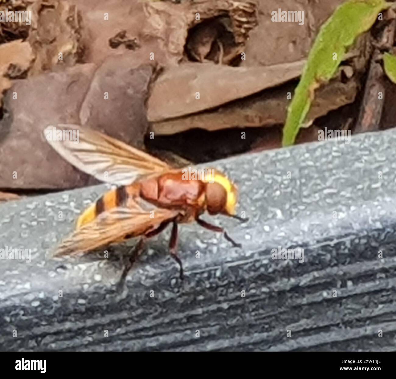 Hornet Mimic Hover Fly (Volucella zonaria) Insecta Stock Photo - Alamy