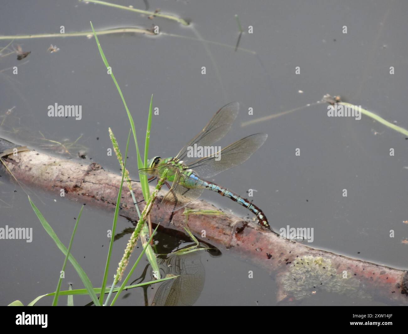 Blue Emperor (Anax imperator) Insecta Stock Photo - Alamy