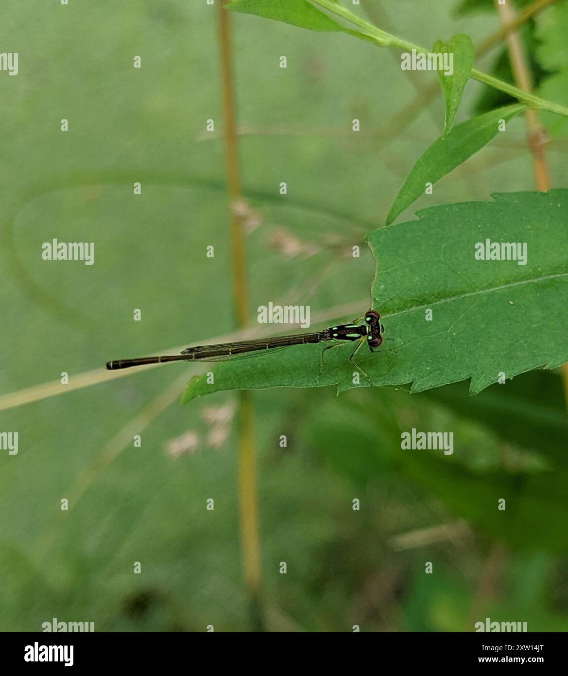 Fragile Forktail (Ischnura posita) Insecta Stock Photo - Alamy