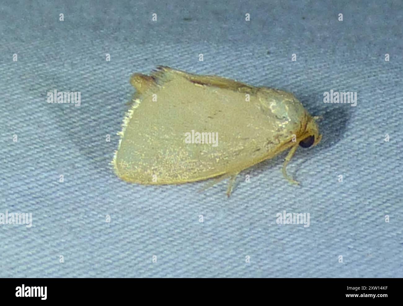 Red-crossed Button Slug Moth (Tortricidia pallida) Insecta Stock Photo ...