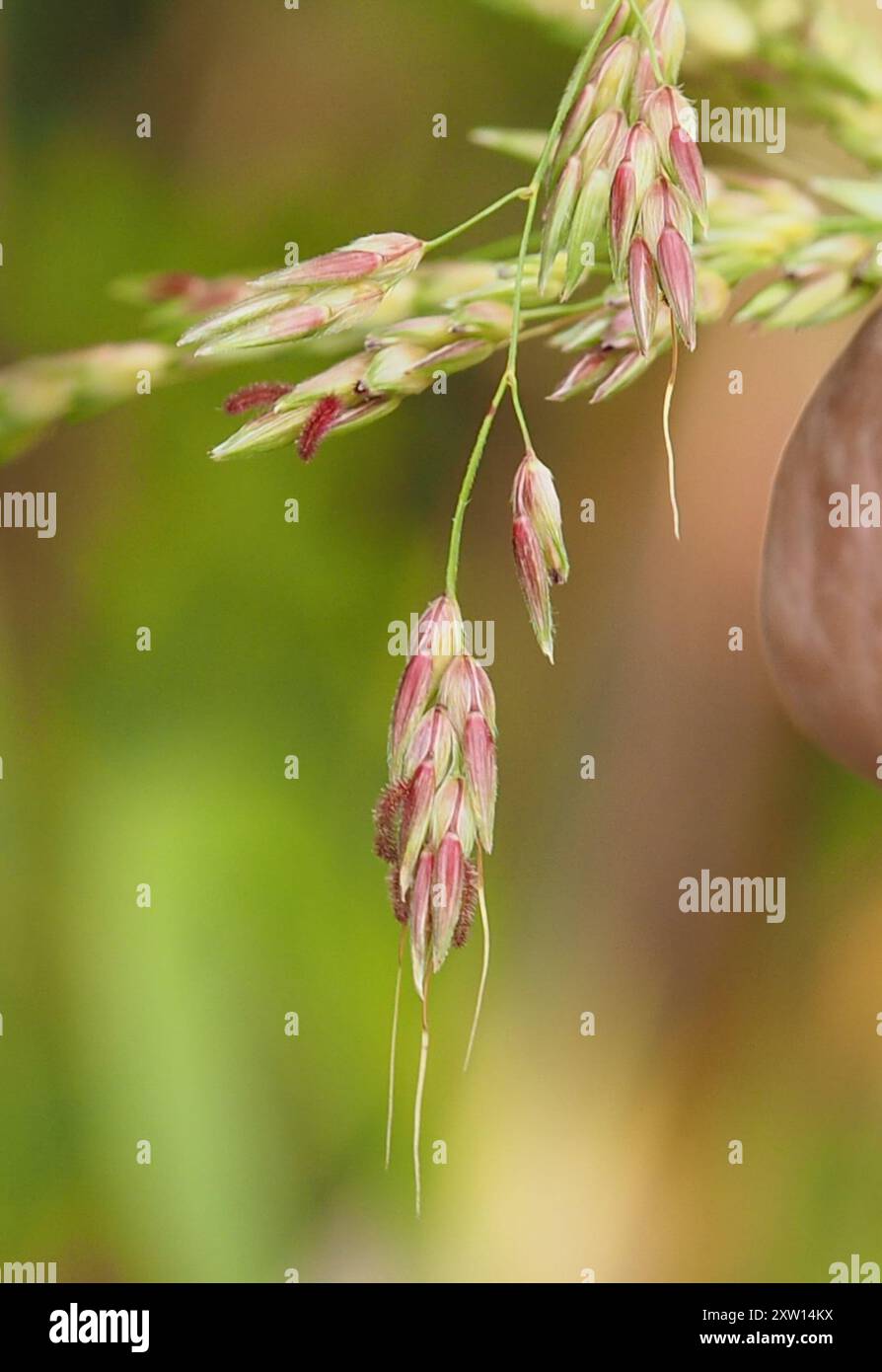 Johnson grass (Sorghum halepense) Plantae Stock Photo - Alamy