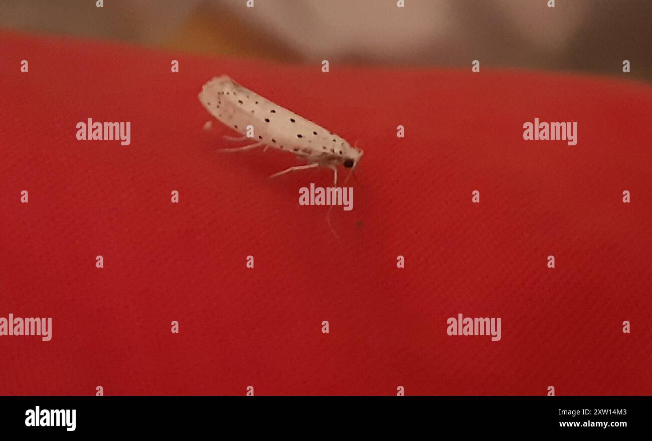 Small Ermine Moths (Yponomeuta) Insecta Stock Photo - Alamy