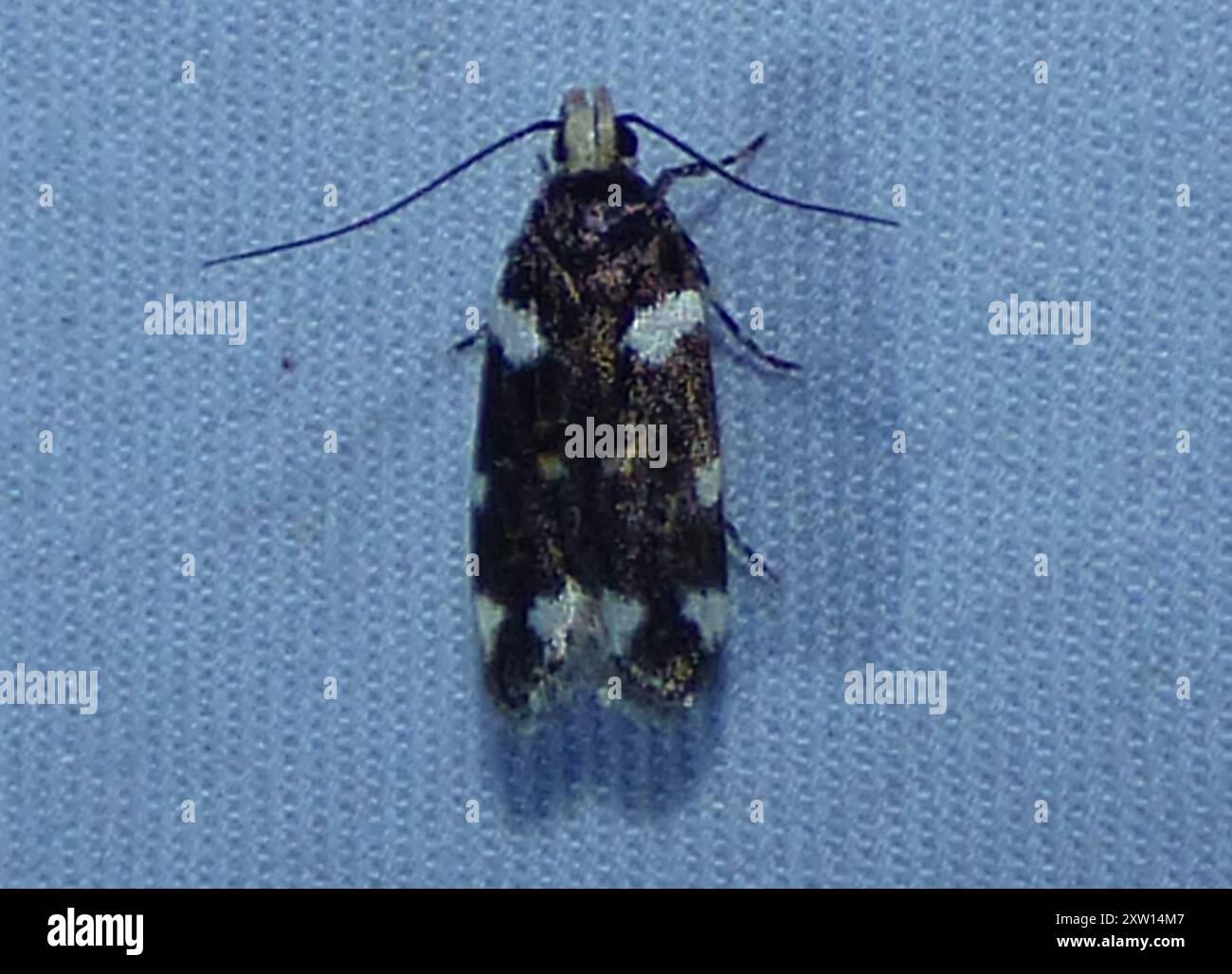 Redbud Leaffolder Moth (Fascista cercerisella) Insecta Stock Photo - Alamy