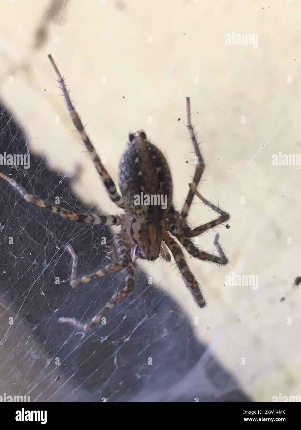 House Funnel-web Spiders (Tegenaria) Arachnida Stock Photo - Alamy
