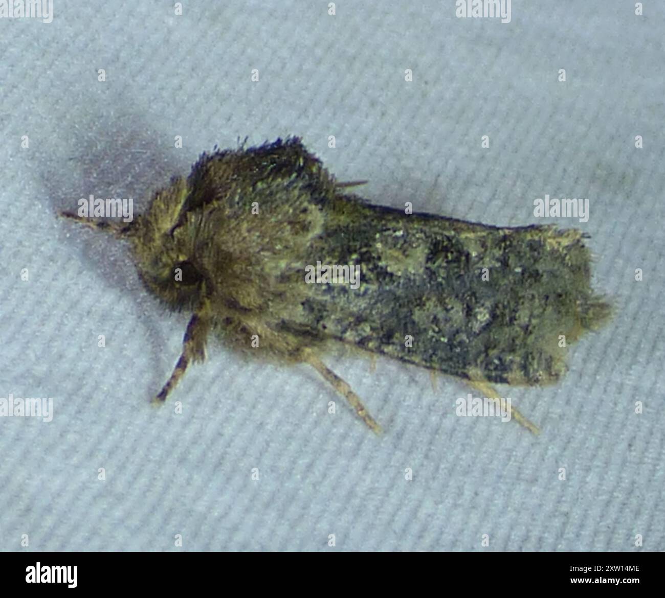 Arcane Grass Tubeworm Moth (Acrolophus arcanella) Insecta Stock Photo ...