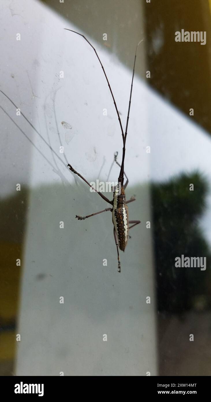 Fig Tree Borer (Neoptychodes trilineatus) Insecta Stock Photo - Alamy
