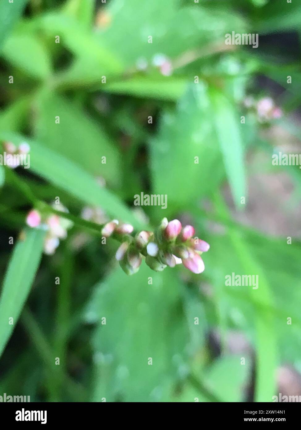waterpepper (Persicaria hydropiper) Plantae Stock Photo - Alamy