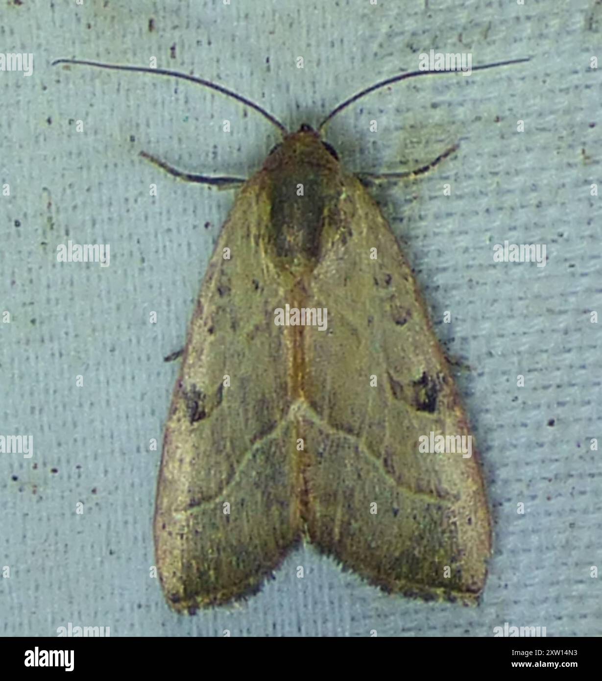 Wedgling Moth (Galgula partita) Insecta Stock Photo - Alamy