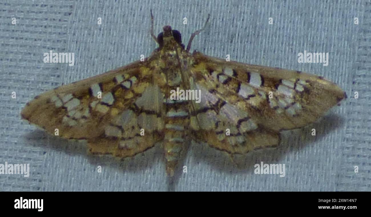 Stained-glass Moth (Samea castellalis) Insecta Stock Photo - Alamy