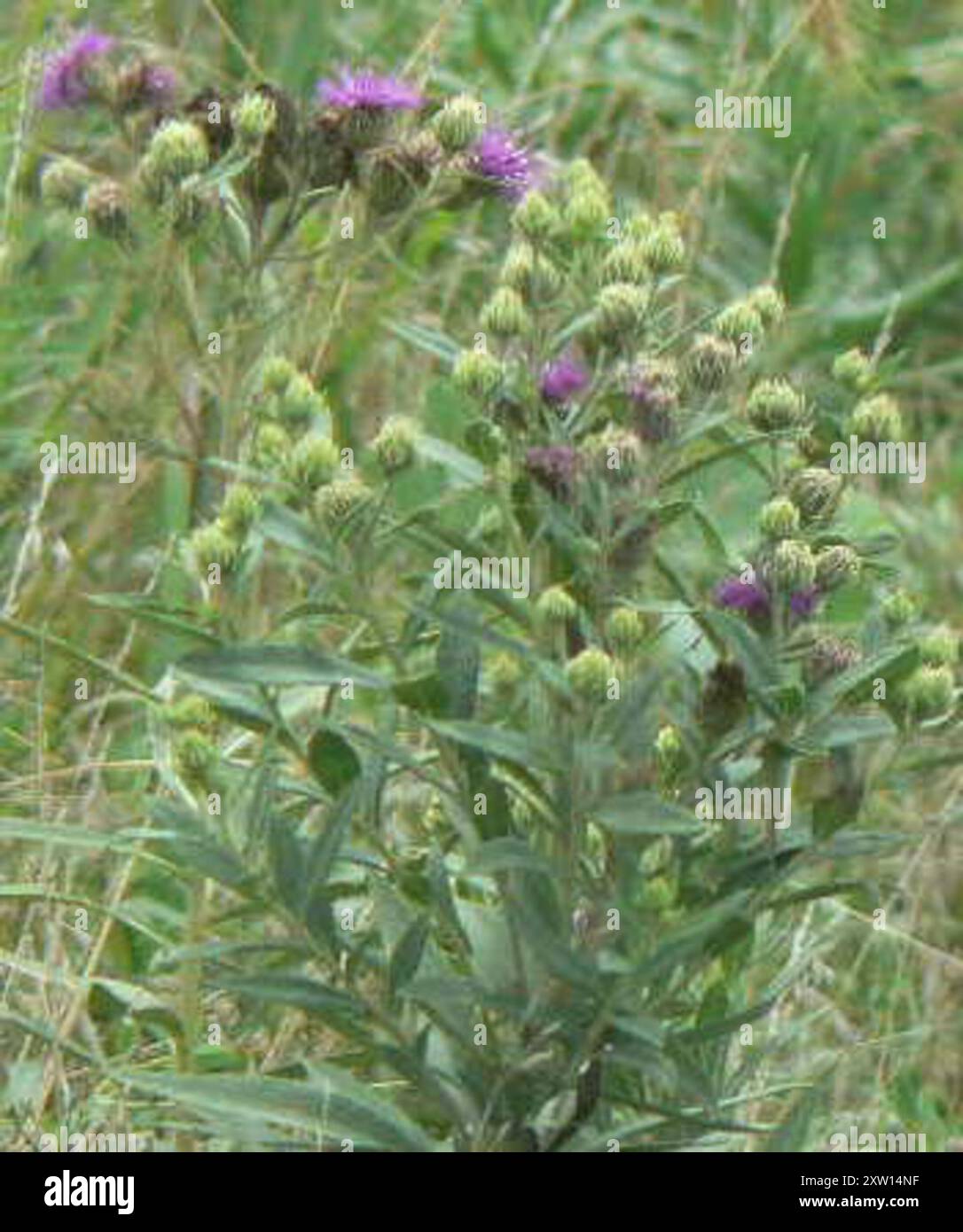 Western Ironweed (Vernonia baldwinii) Plantae Stock Photo - Alamy
