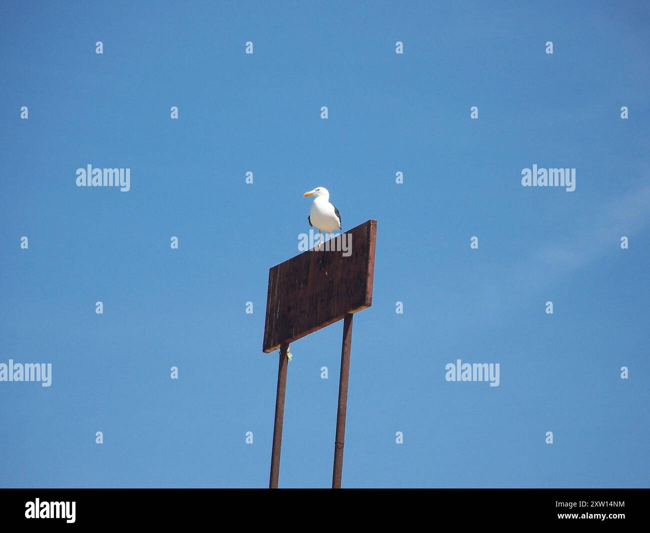 Yellow-footed Gull (Larus livens) Aves Stock Photo - Alamy