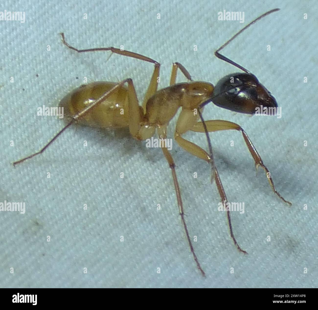 American Carpenter Ant (Camponotus americanus) Insecta Stock Photo - Alamy