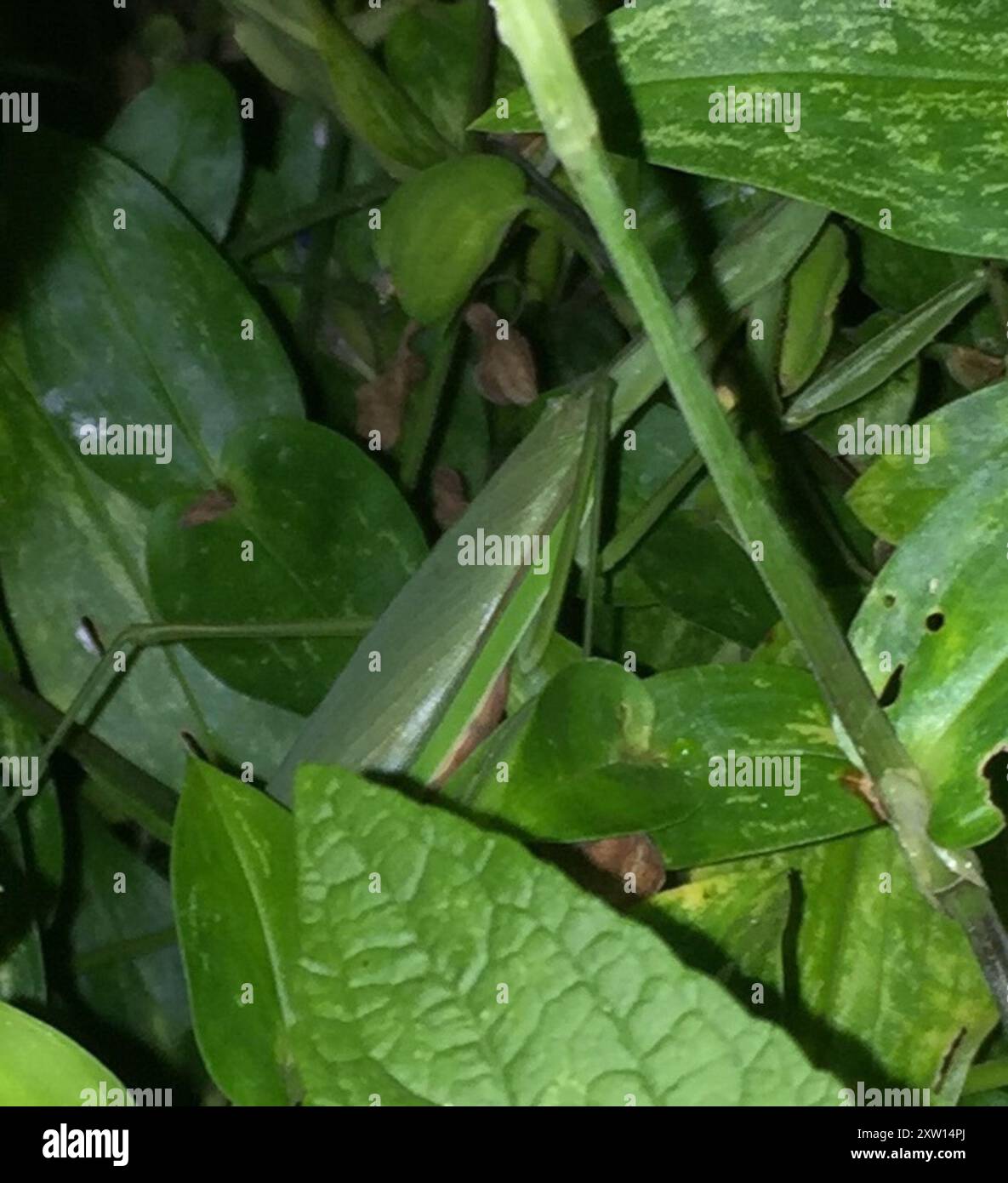 Chinese Mantis (Tenodera sinensis) Insecta Stock Photo - Alamy