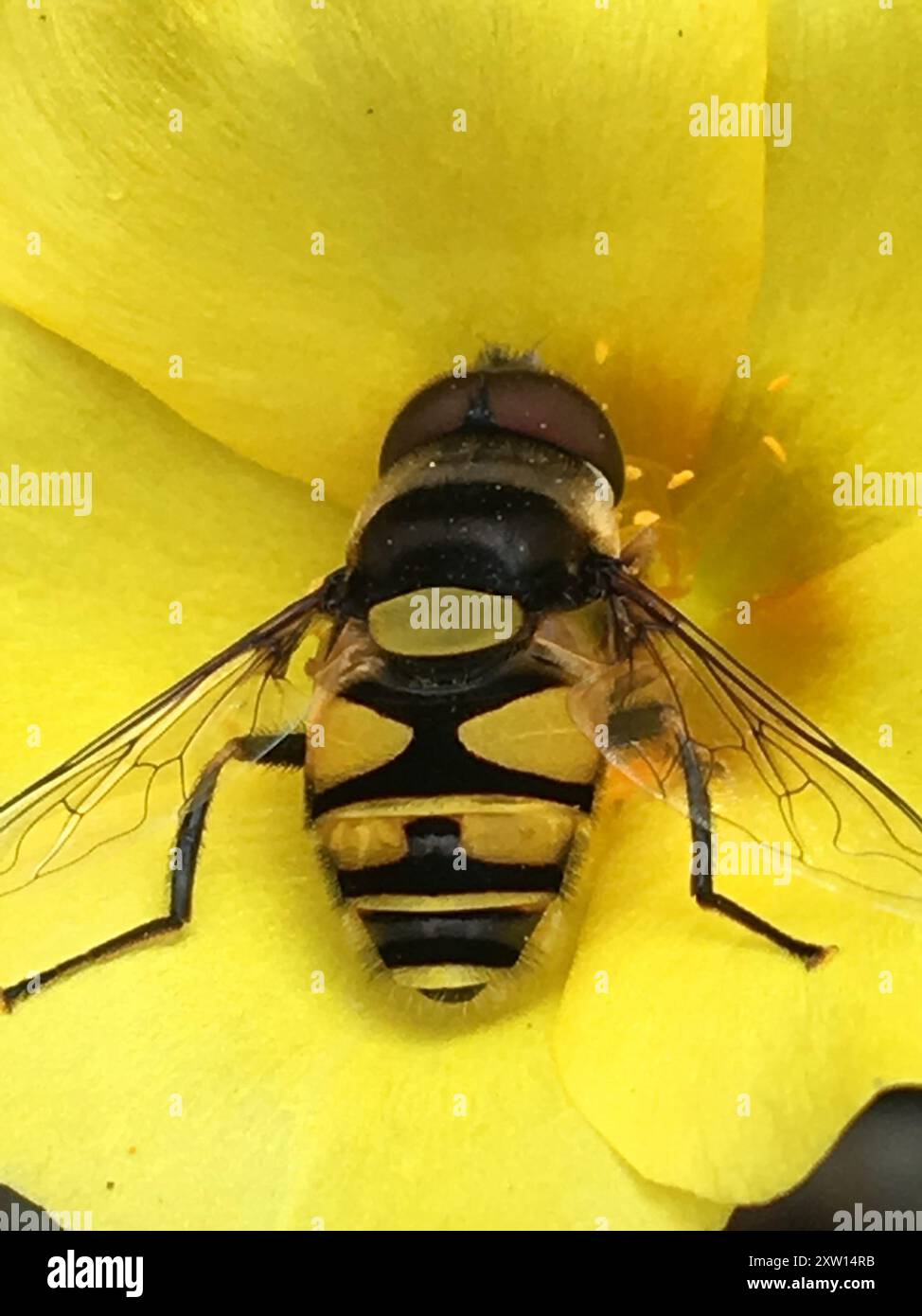 Transverse-banded Flower Fly (Eristalis transversa) Insecta Stock Photo ...