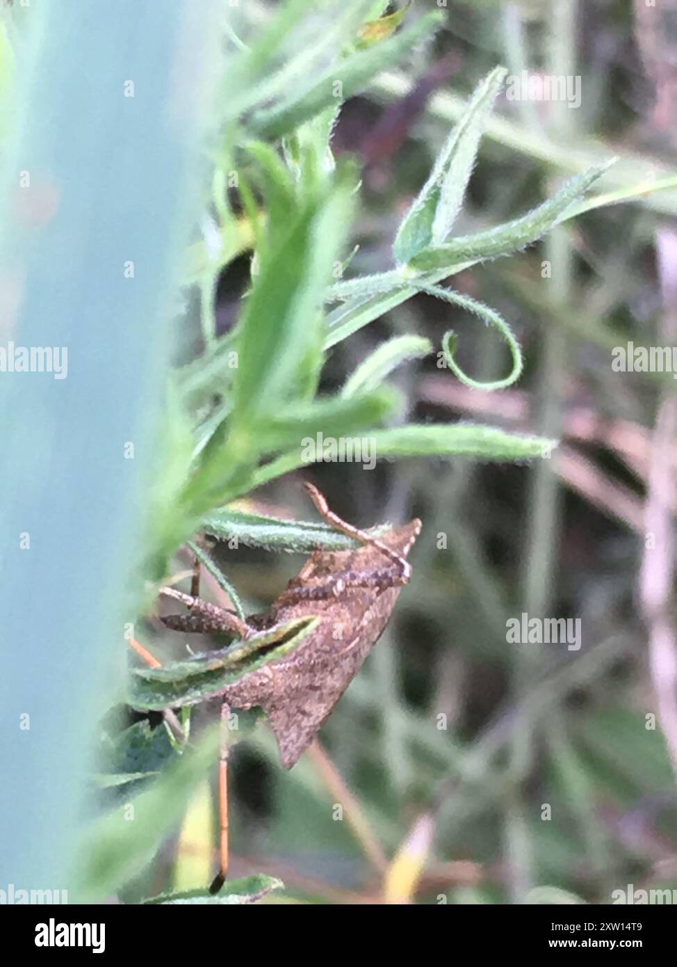 Dock Bug (Coreus marginatus) Insecta Stock Photo - Alamy