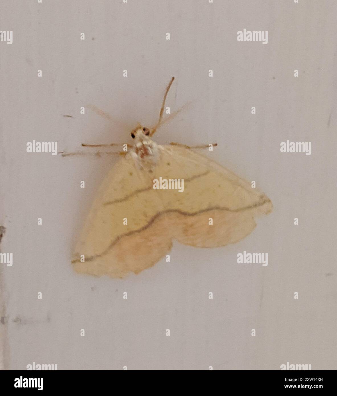 Sharp-lined Yellow (Sicya macularia) Insecta Stock Photo - Alamy