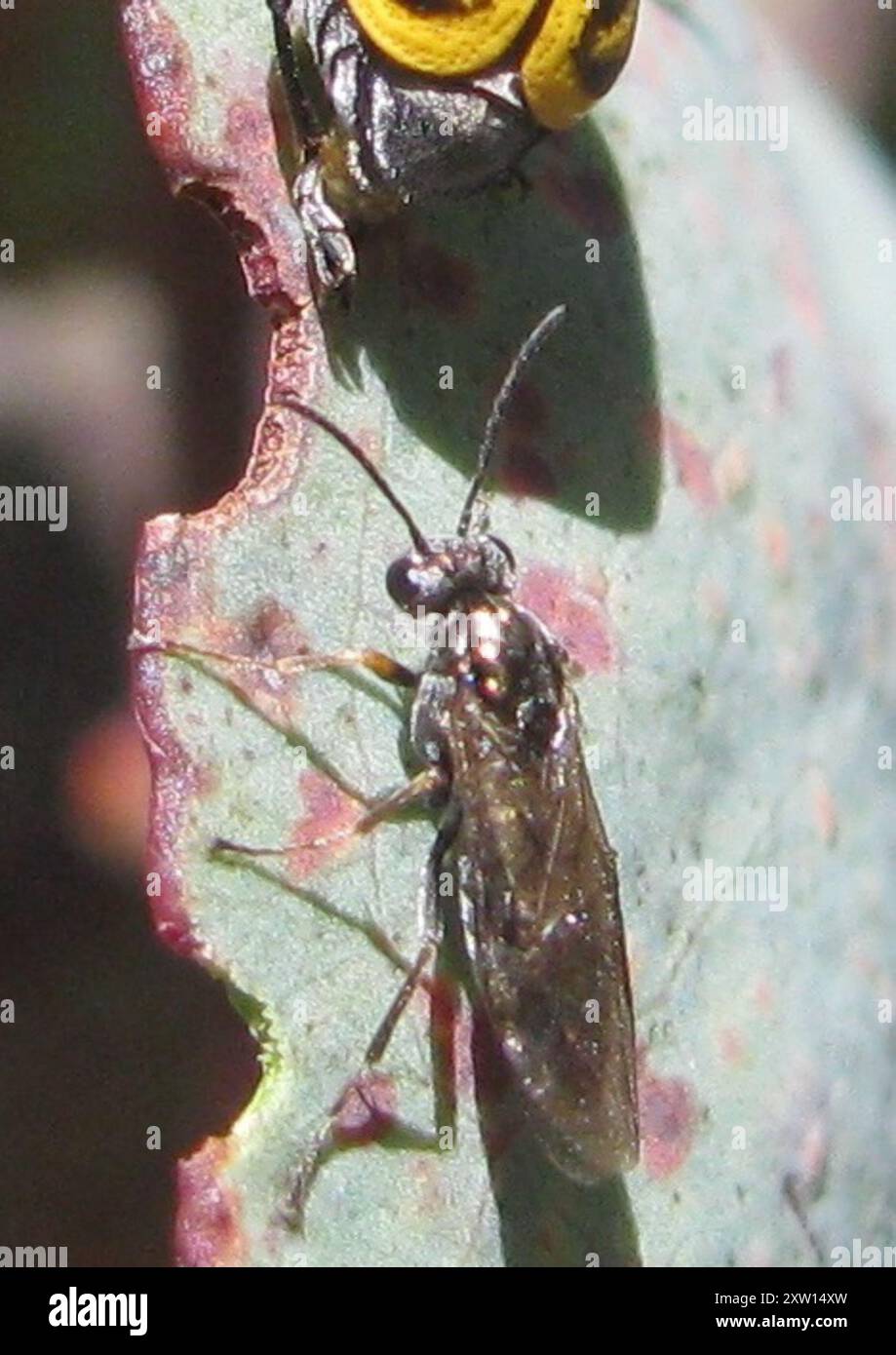 Ants, Bees, Wasps, and Sawflies (Hymenoptera) Insecta Stock Photo - Alamy