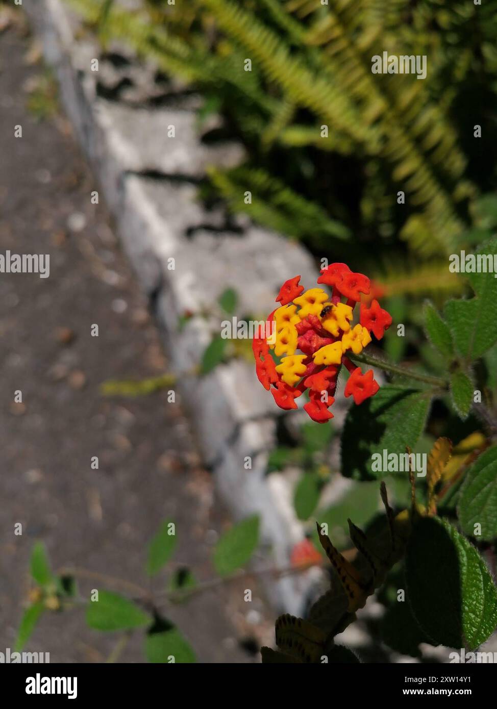 lantanas (Lantana) Plantae Stock Photo - Alamy