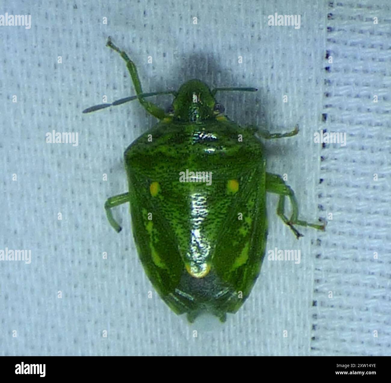 Juniper Stink Bug (Banasa euchlora) Insecta Stock Photo - Alamy