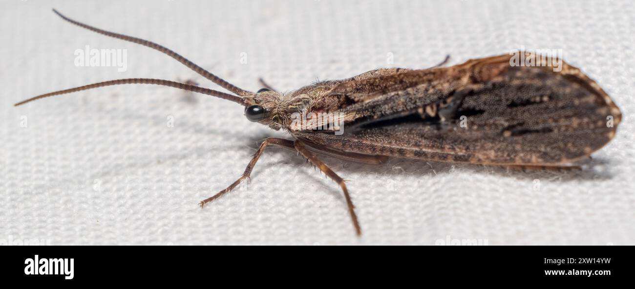 Giant Casemaker Caddisflies (Phryganeidae) Insecta Stock Photo - Alamy