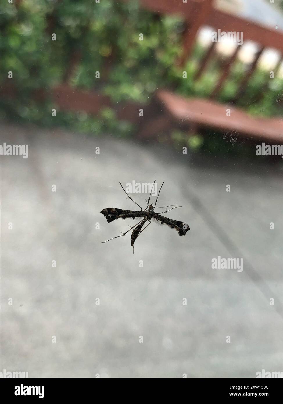 Geranium plume moth hi-res stock photography and images - Alamy