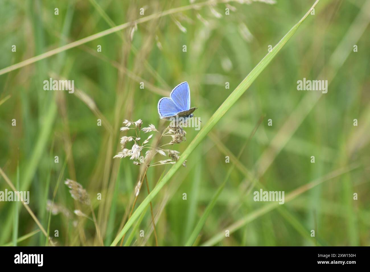 Common Blue (Polyommatus icarus) Insecta Stock Photo - Alamy