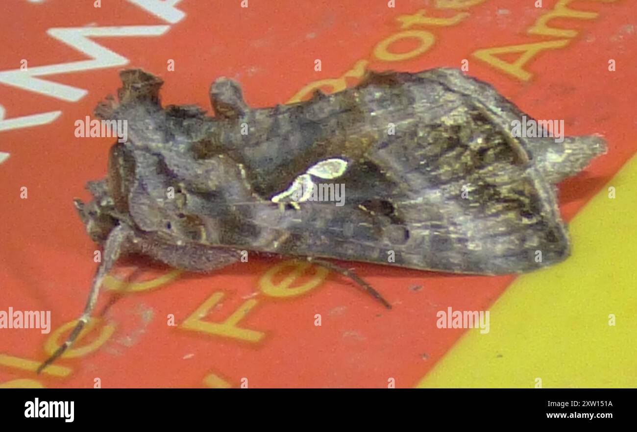 Common Looper Moth (Autographa precationis) Insecta Stock Photo - Alamy