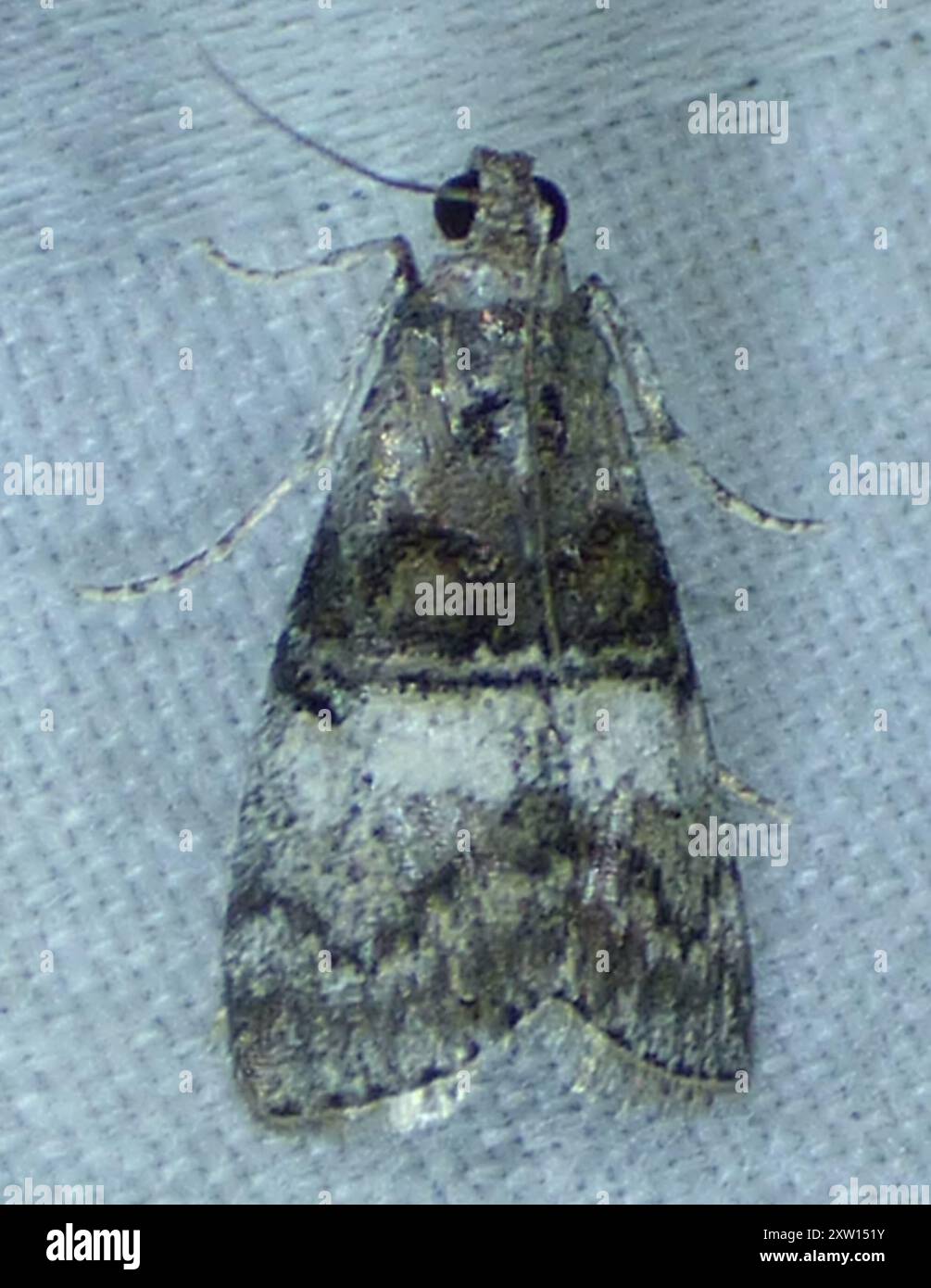 Maple Webworm Moth (Pococera asperatella) Insecta Stock Photo - Alamy
