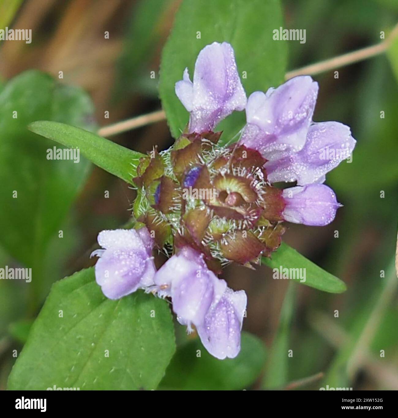 common selfheal (Prunella vulgaris) Plantae Stock Photo - Alamy