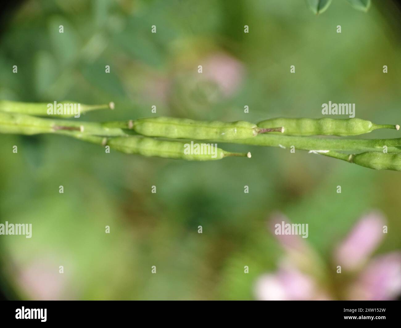charlock (Mutarda arvensis) Plantae Stock Photo - Alamy