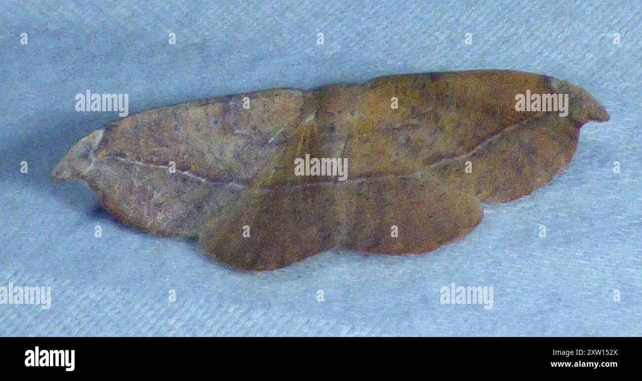 Juniper Geometer Moth (Patalene olyzonaria) Insecta Stock Photo - Alamy