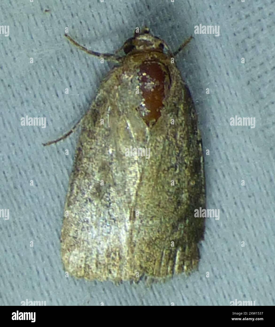 Grateful Midget (Elaphria grata) Insecta Stock Photo - Alamy