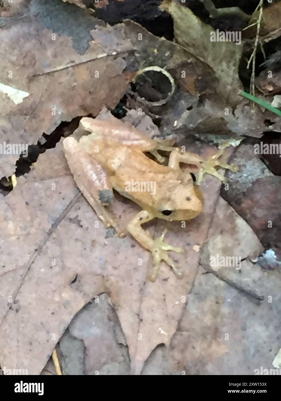 Spring Peeper (Pseudacris crucifer) Amphibia Stock Photo - Alamy