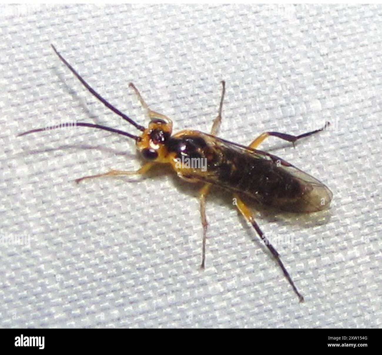 Locust Sawfly (Euura tibialis) Insecta Stock Photo - Alamy