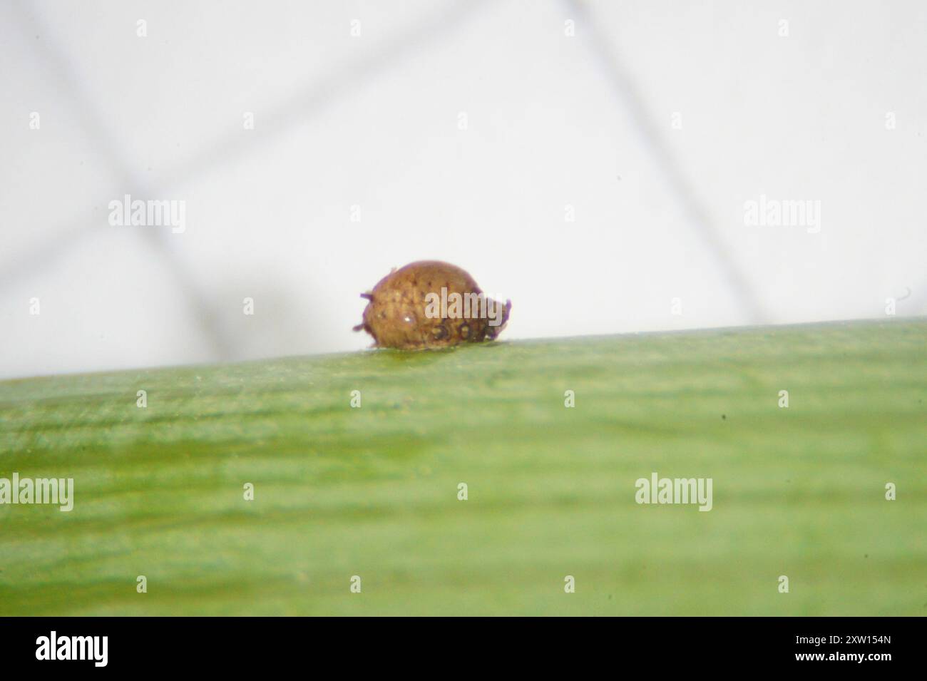 Aphids (Aphididae) Insecta Stock Photo - Alamy