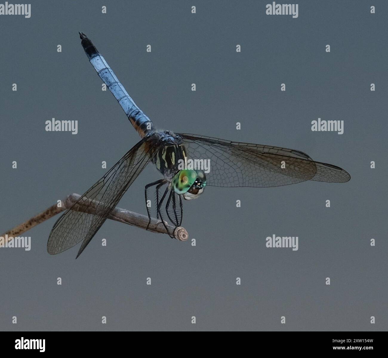 Blue Dasher (Pachydiplax longipennis) Insecta Stock Photo - Alamy