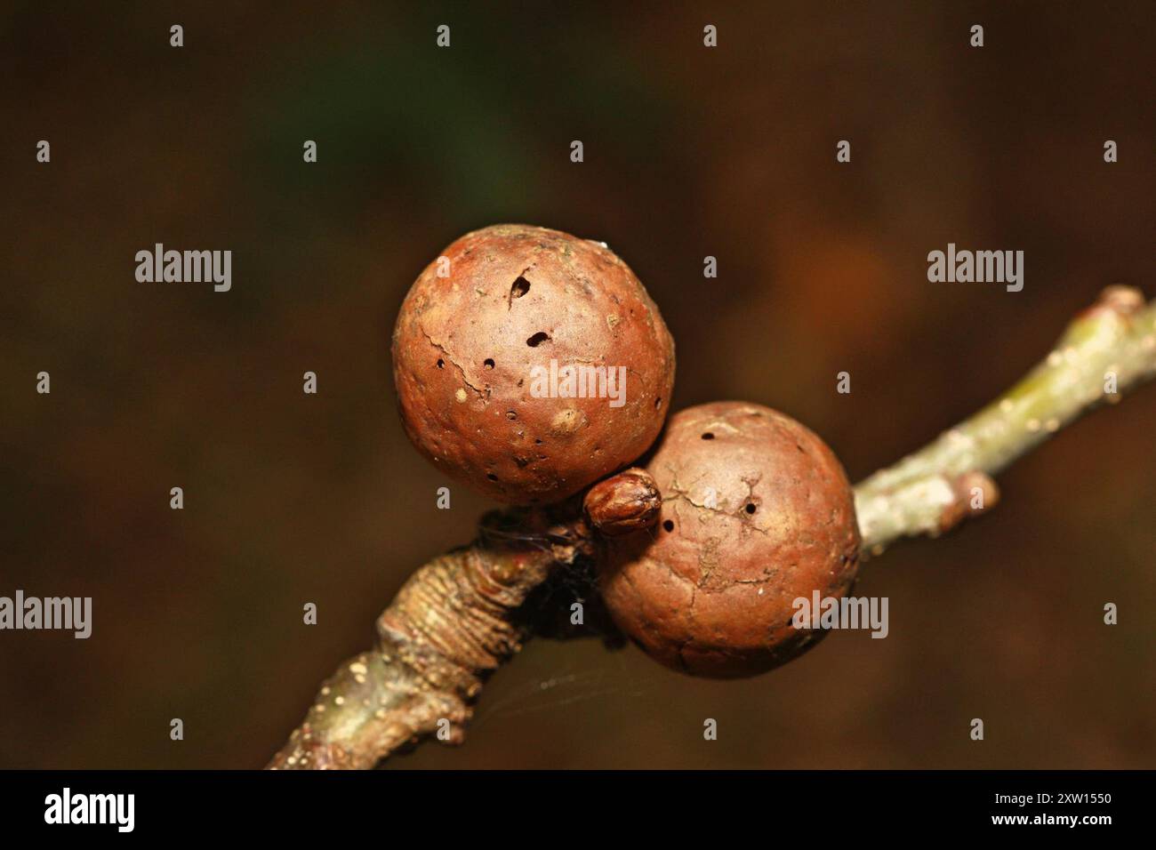 Oak Marble Gall Wasp (Andricus kollari) Insecta Stock Photo - Alamy