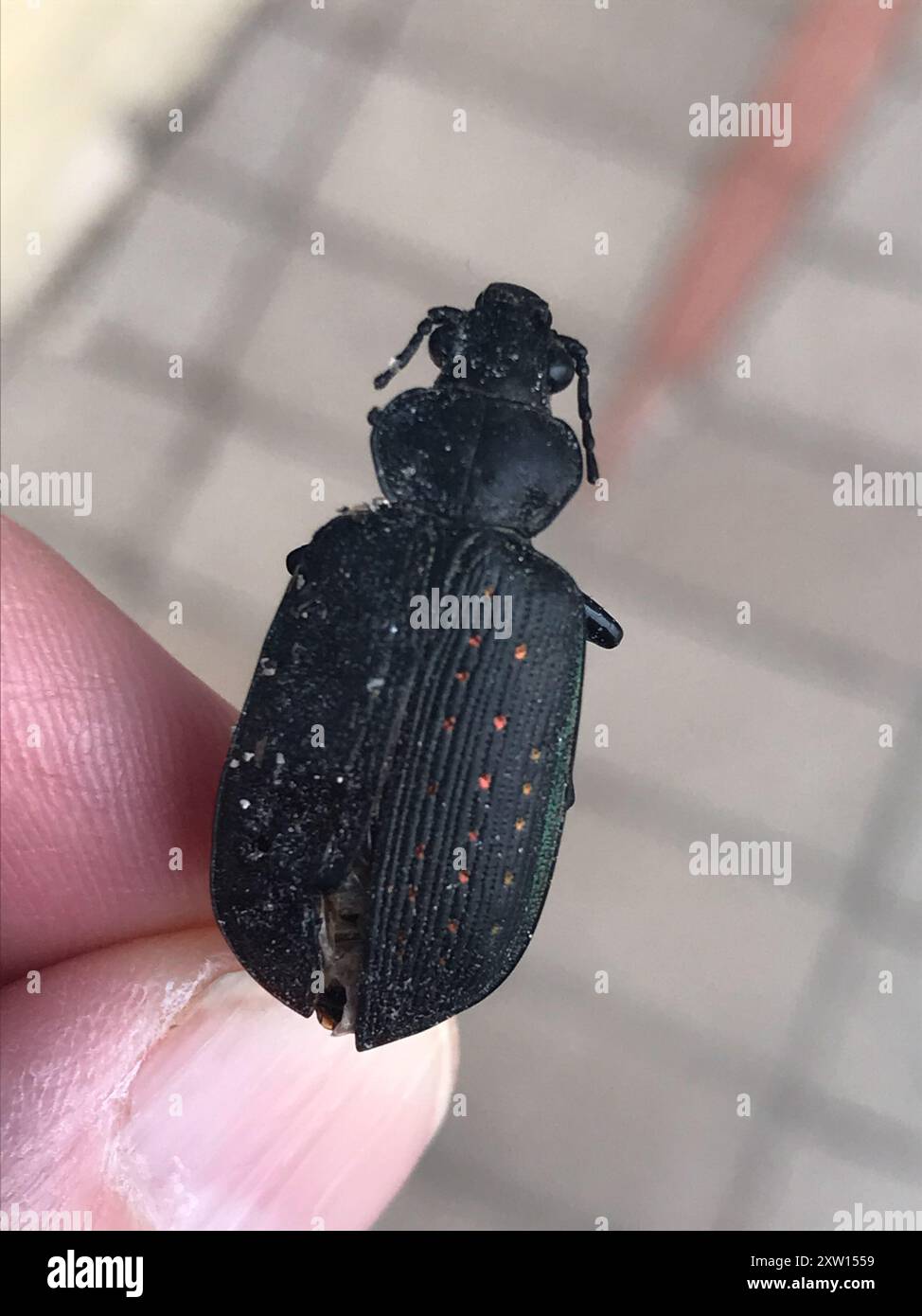 Black Caterpillar Hunter (Calosoma sayi) Insecta Stock Photo - Alamy