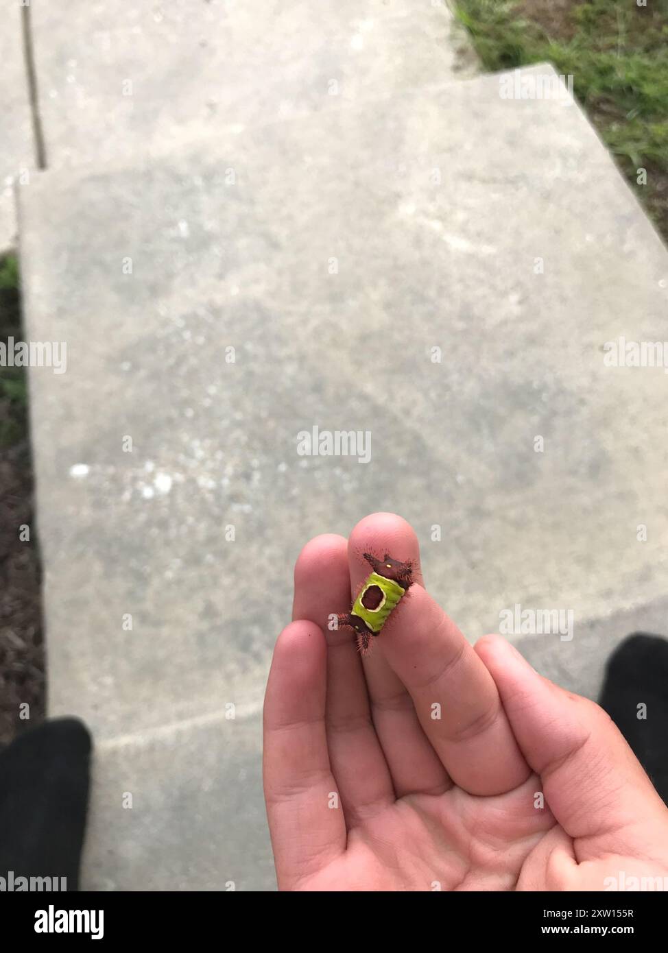 Saddleback Caterpillar Moth (Acharia stimulea) Insecta Stock Photo - Alamy