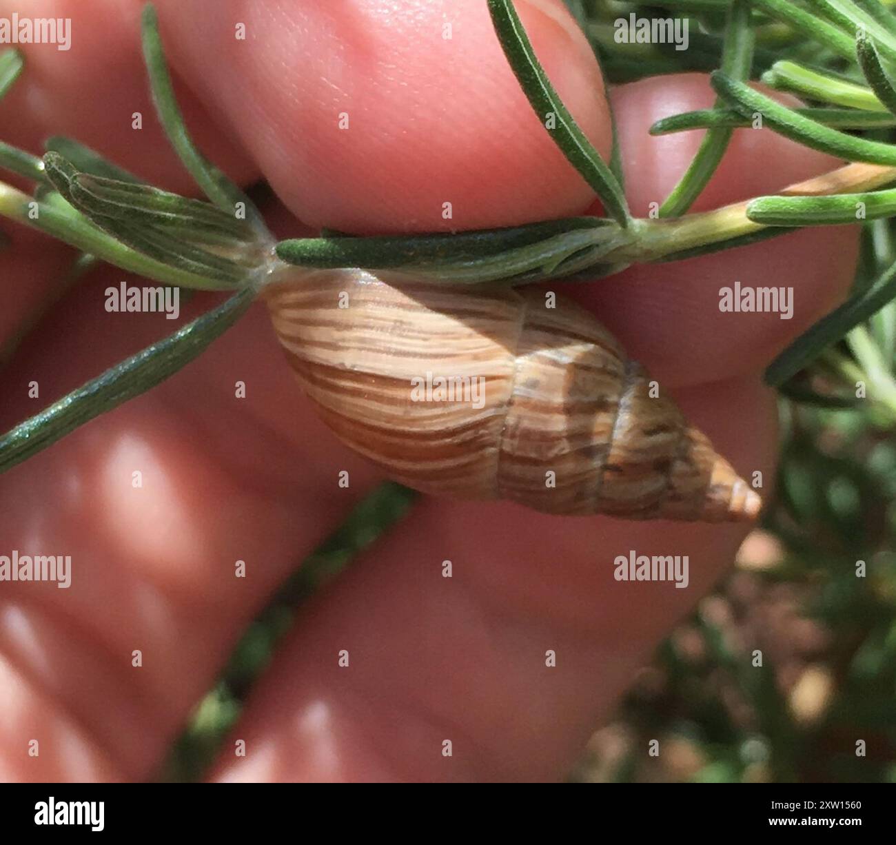 Ghost Bulimulus (Bulimulus bonariensis) Mollusca Stock Photo - Alamy