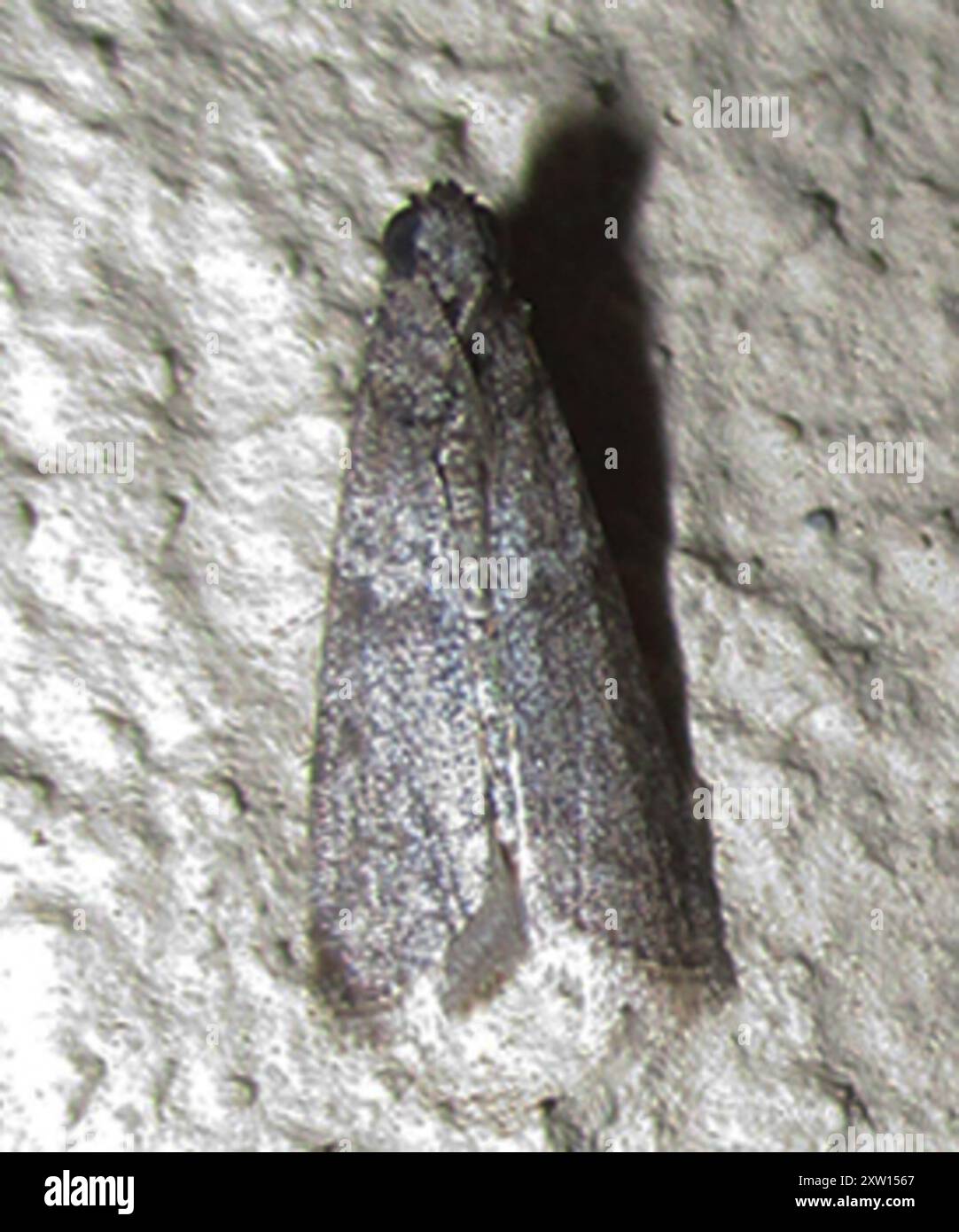 Locust bean moth (Ectomyelois ceratoniae) Insecta Stock Photo - Alamy