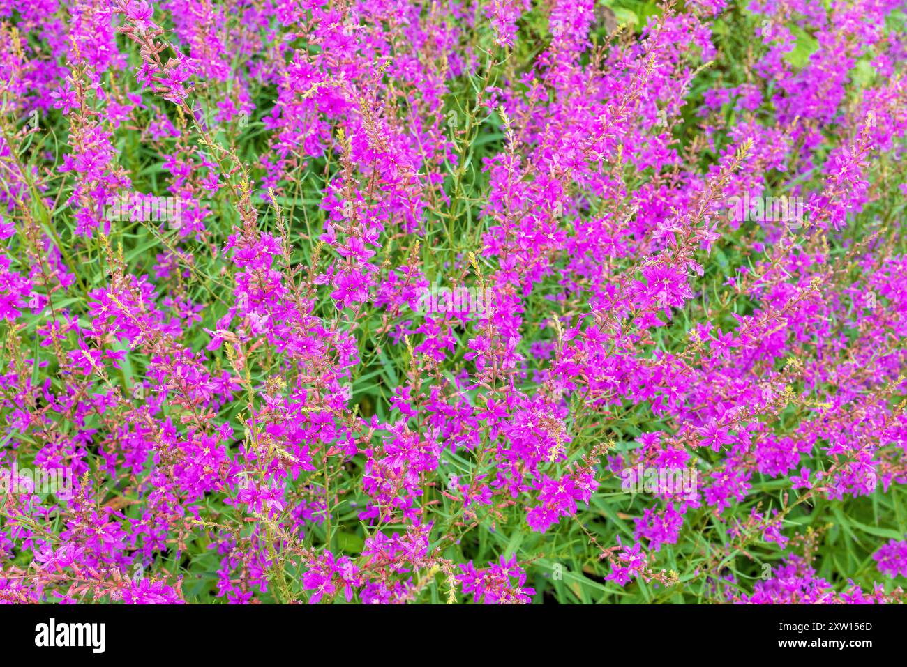 Purple flowers of Lythrum virgatum, the wand loosestrife, is a ...