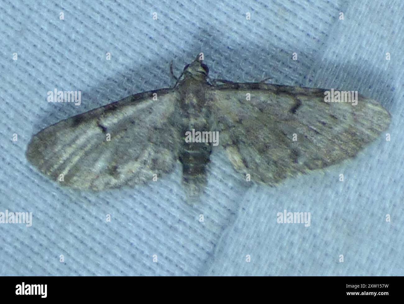 Pug Moths (Eupithecia) Insecta Stock Photo - Alamy