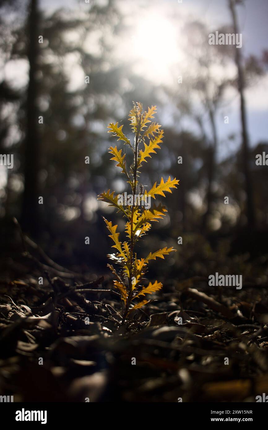 Backlit small baby Banksia plant in Western Australia Stock Photo - Alamy